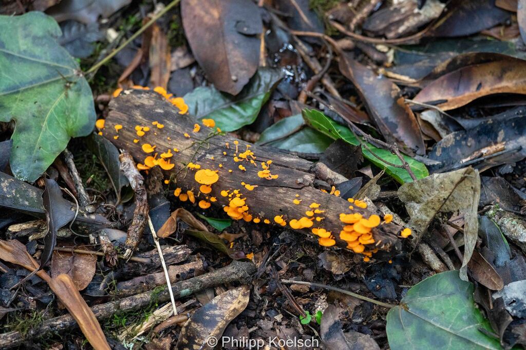 orange pore fungus from Upper Tooloom NSW 2475, Australia on January 2 ...