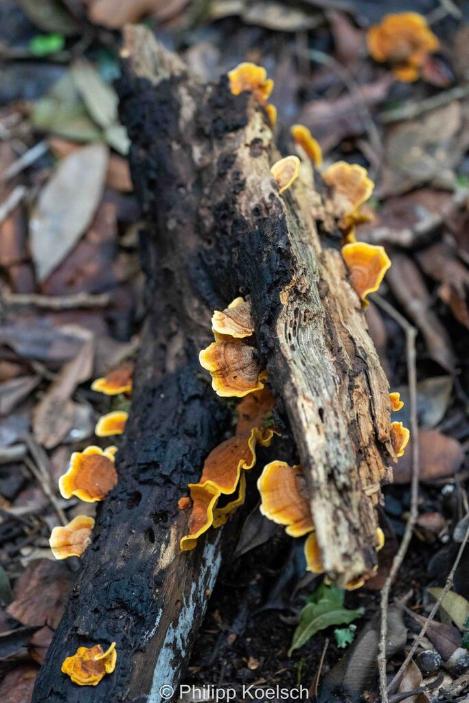 Stereum from Upper Tooloom NSW 2475, Australia on January 2, 2021 at 05 ...