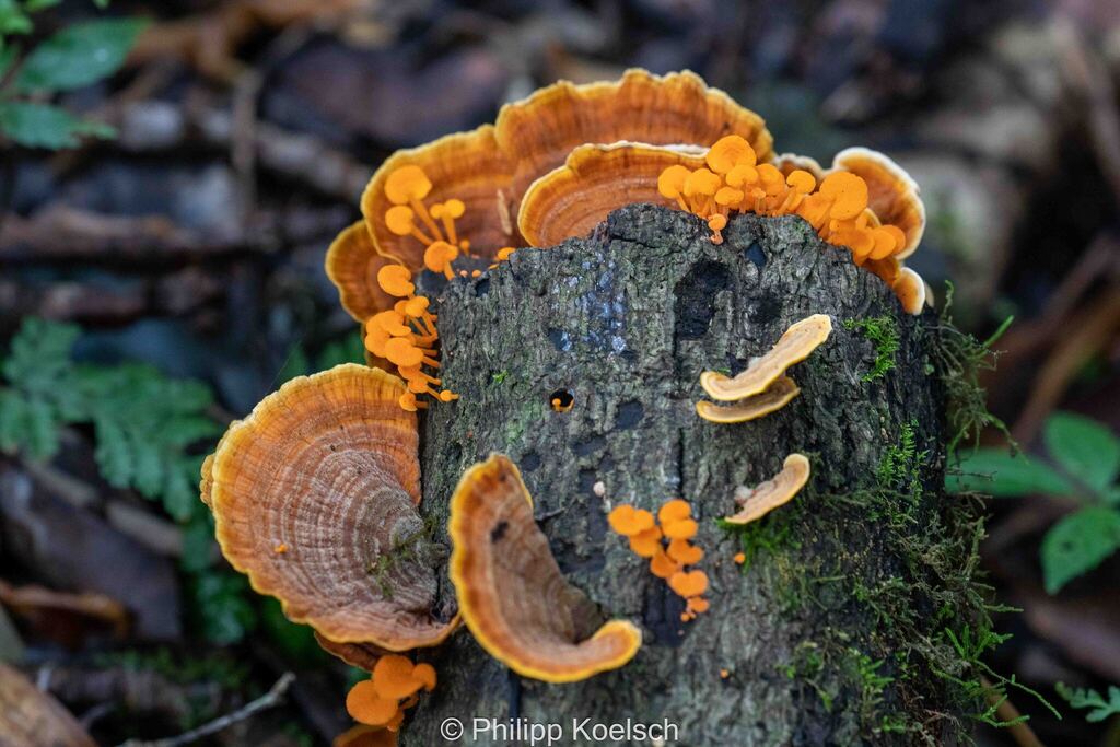 False Turkey-Tail from Upper Tooloom NSW 2475, Australia on January 2 ...