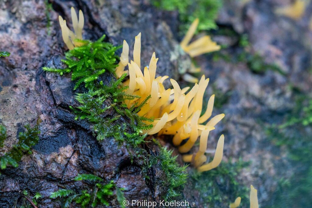 Calocera from Upper Tooloom NSW 2475, Australia on January 3, 2021 at ...
