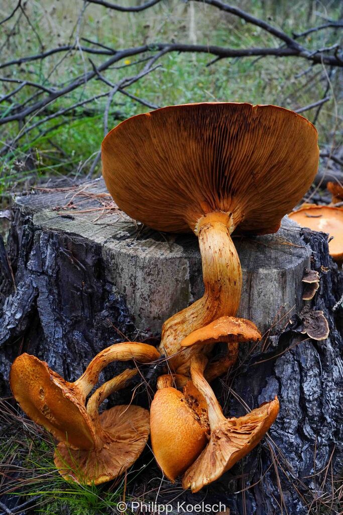 Spectacular Rustgill from Belanglo NSW 2577, Australia on March 27 ...