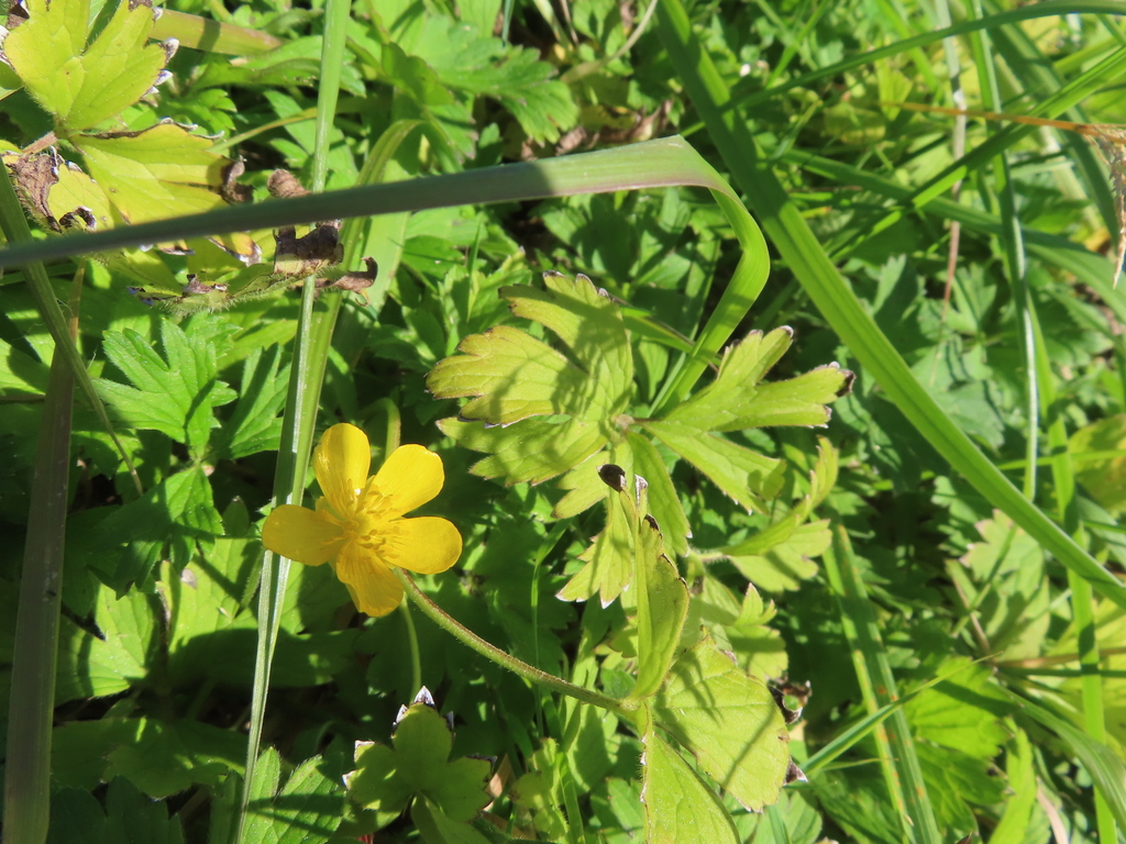 Creeping buttercup from Taramoa, New Zealand on March 14, 2025 at 02:04 ...