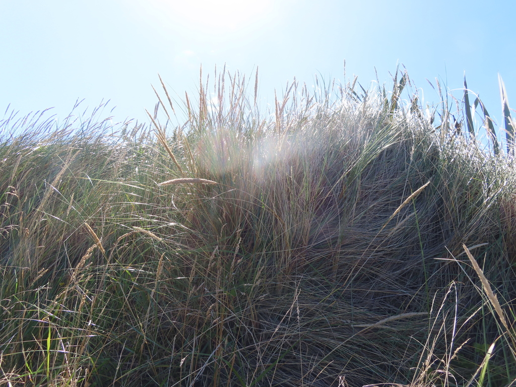 European marram grass from Taramoa, New Zealand on March 14, 2025 at 02 ...