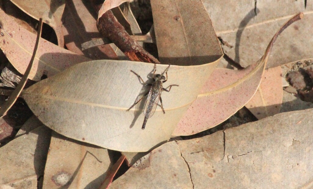 Robber Flies from Newcastle NSW, Australia on March 20, 2025 at 10:51 ...