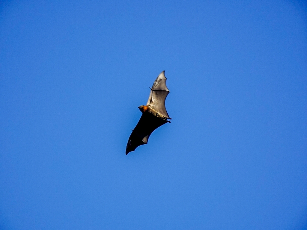 Grey-headed Flying-fox from Adelaide Botanic Garden on March 09, 2025 ...