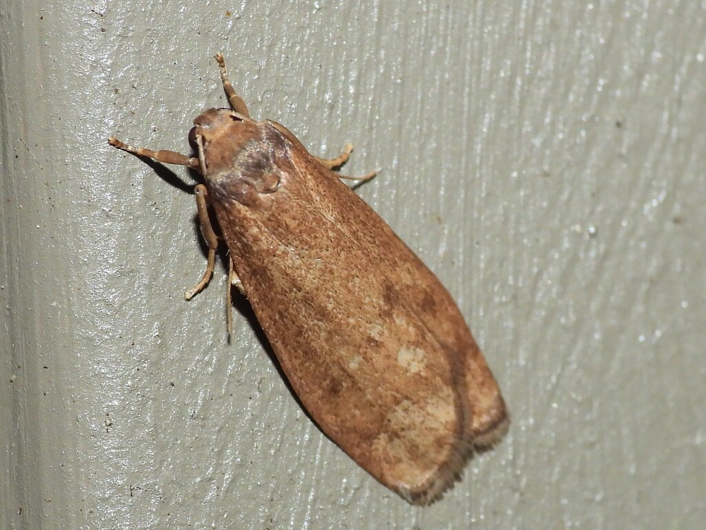 Lambula phyllodes from Coomba Park NSW 2428, Australia on March 20 ...