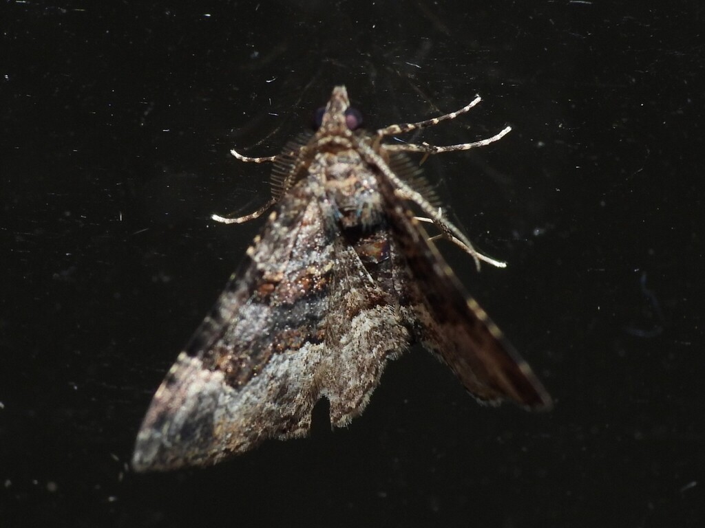 Clover Moth from Coomba Park NSW 2428, Australia on March 20, 2025 at ...