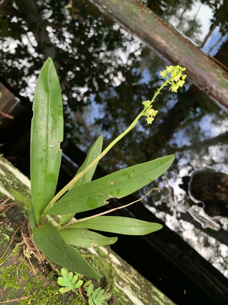 yellow helmet orchid in August 2019 by Noah Frade · iNaturalist