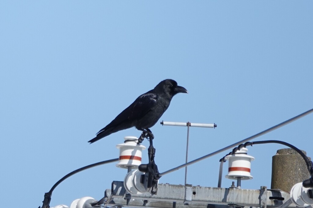 Japanese Crow from Kuzurehama, Rausu, Menashi District, Hokkaido 086 ...