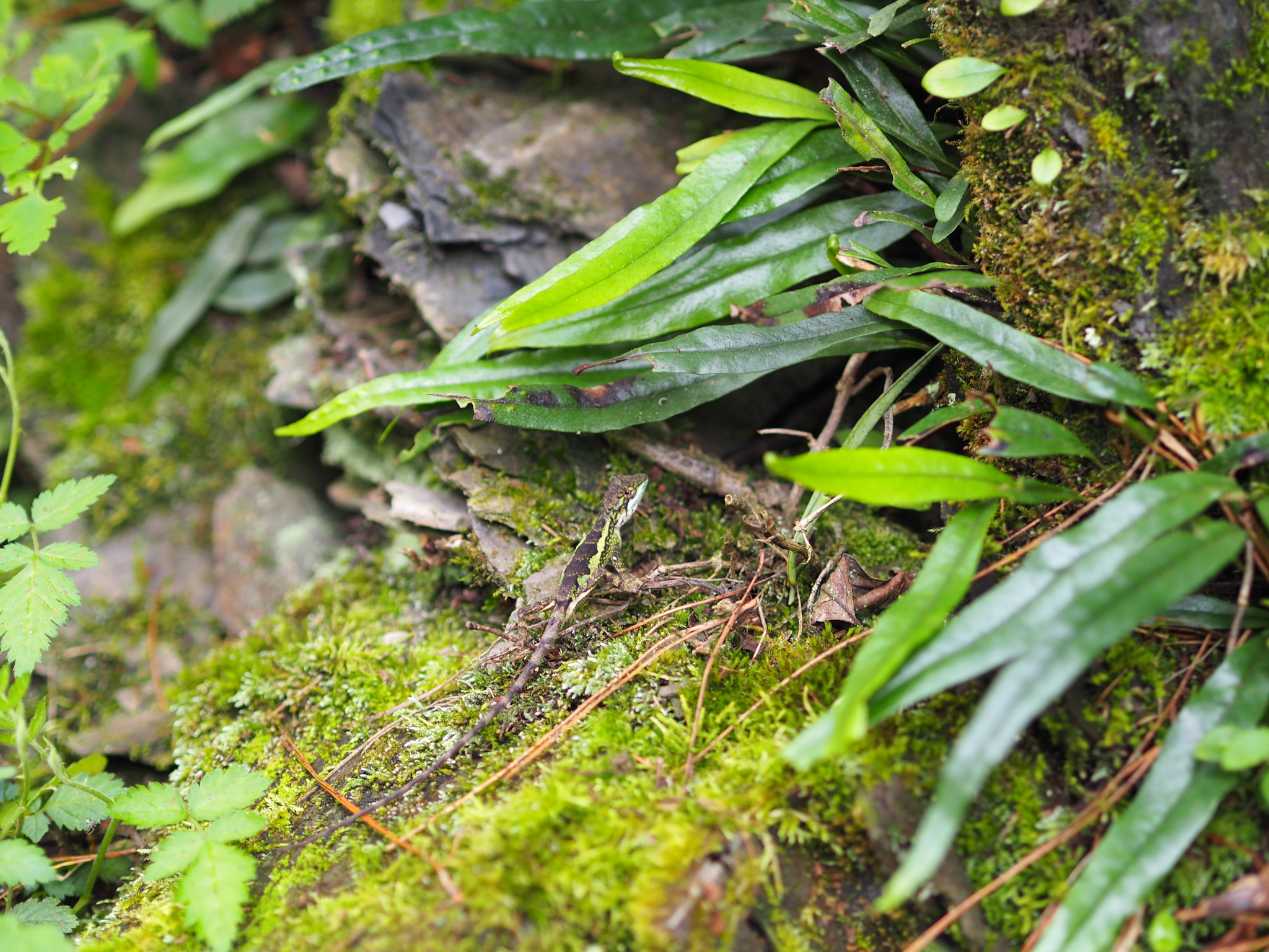 Diploderma brevipes (Gressitt, 1936)