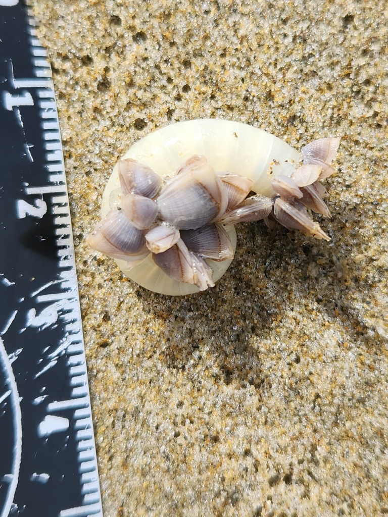 Small Goose Barnacle from Kaipara, NZ-NO, NZ on March 19, 2025 at 10:56 ...