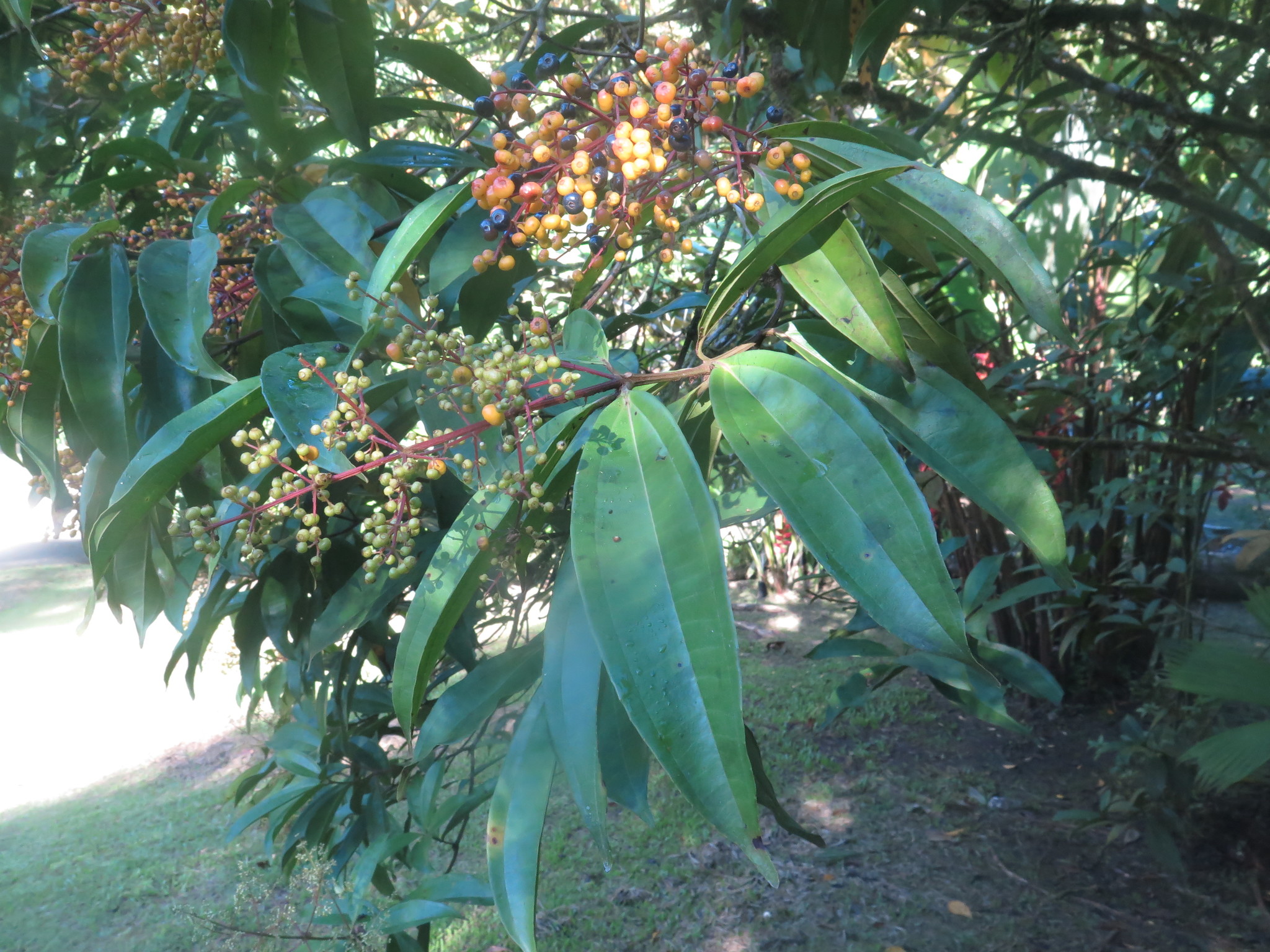 Miconia longifolia (Aubl.) DC.