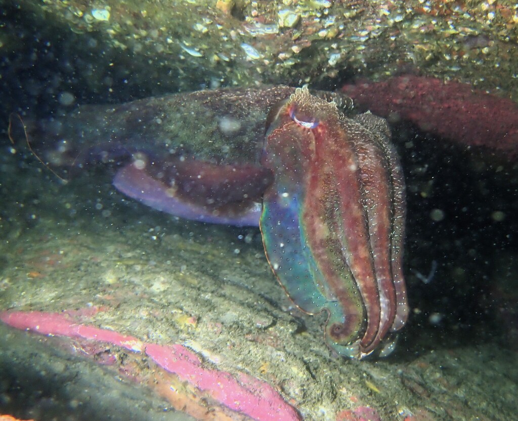 Australian Giant Cuttlefish from Cronulla NSW 2230, Australia on March ...