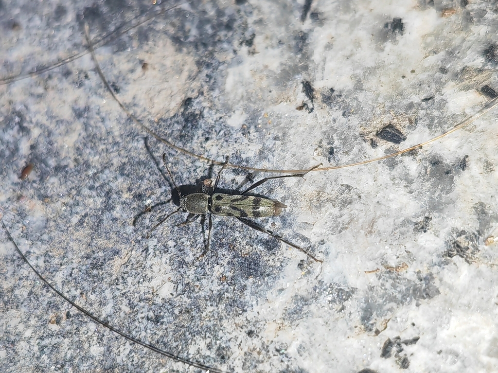 Perissus from Qingyuan, CN-GD, CN on March 20, 2025 at 06:45 PM by 锎钔锕 ...