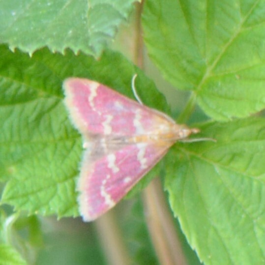 Raspberry Pyrausta Moth from Antelope County, NE, USA on July 12, 2022 ...