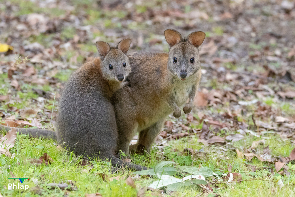 Red-necked Pademelon from Border Ranges NSW 2474, Australia on November ...