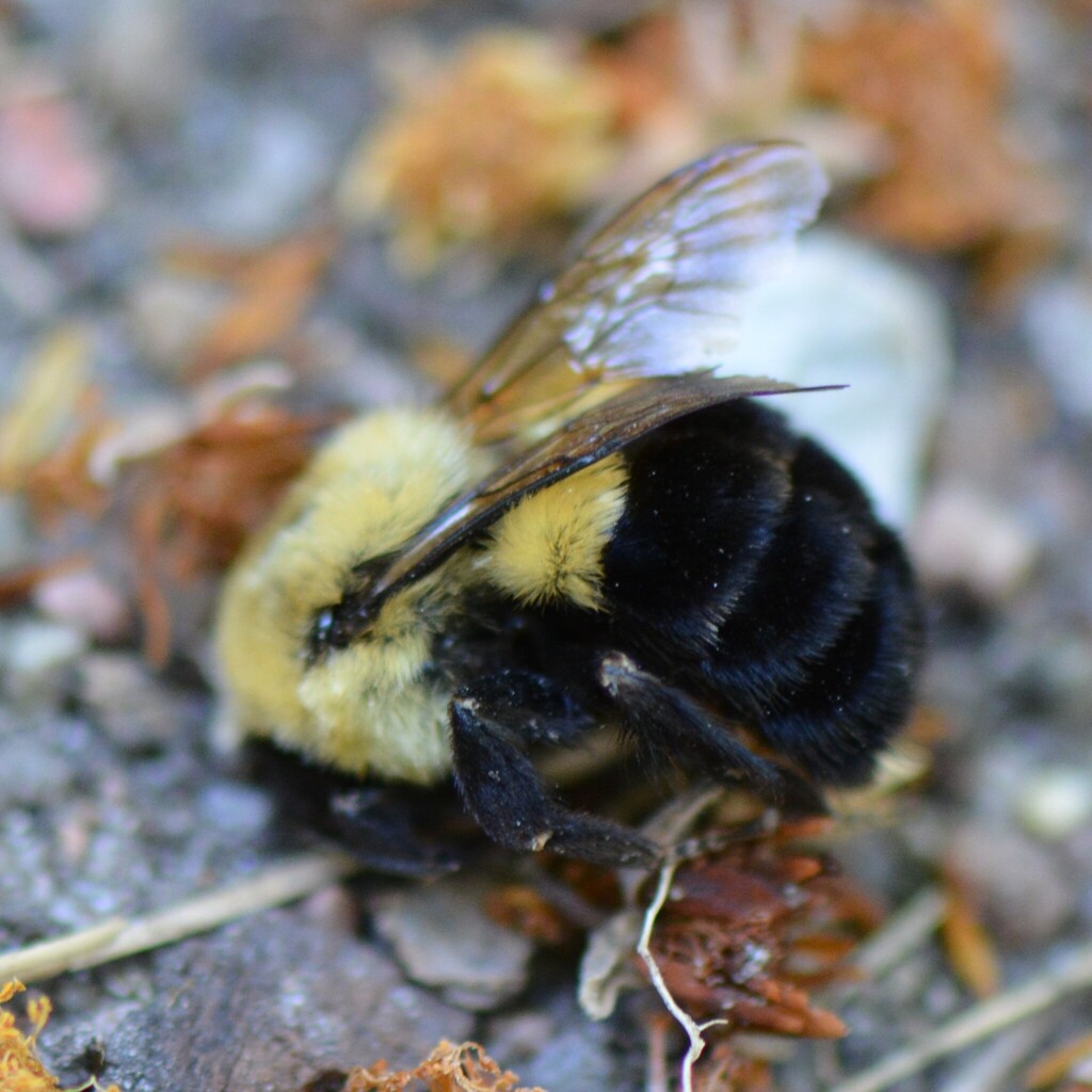 Common Eastern Bumble Bee from Antelope County, NE, USA on July 13 ...