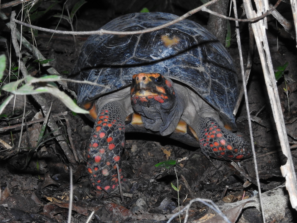 Red-footed Tortoise from Cacoal - RO, Brasil on November 23, 2021 at 01 ...