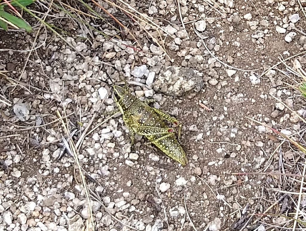 Spotted Mountain-grasshopper from Perisher Valley NSW 2624, Australia ...