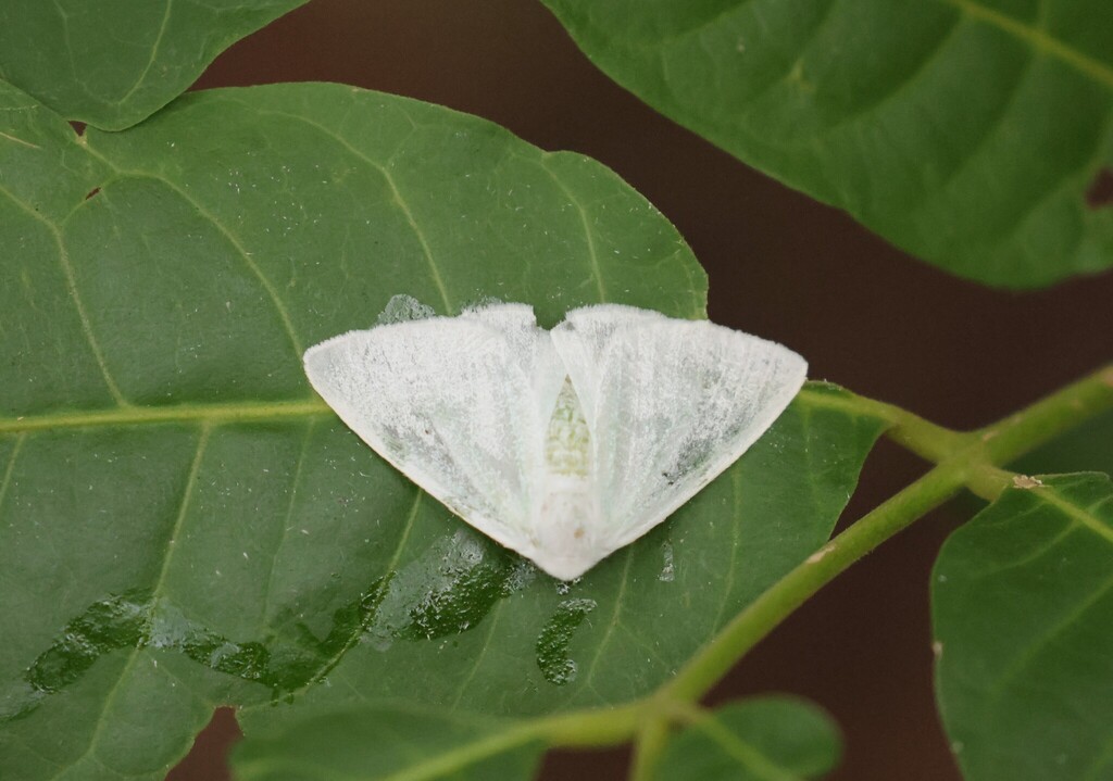 Bizarre Looper Moth from Cairns Cattana Wetlands, Dunne Rd, Smithfield ...