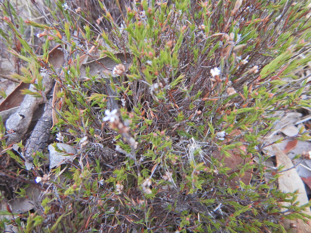 common beard-heath from Yandoit Tk Nth (HP6) Franklinford VIC 3461 ...