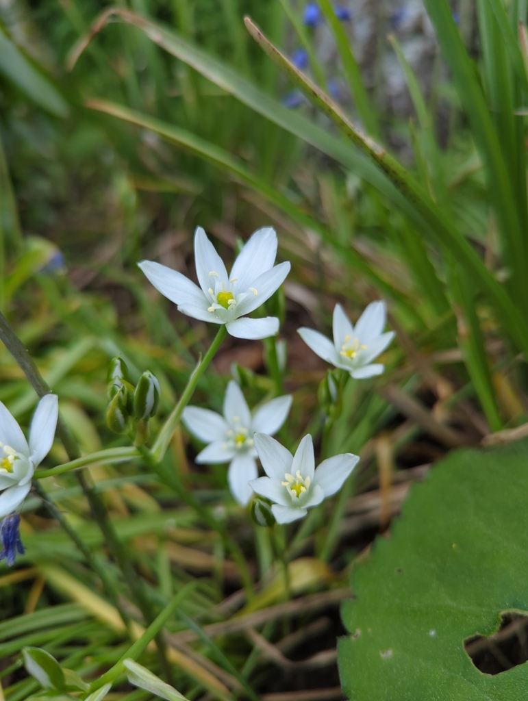 common star-of-Bethlehem from Station Wood, Crathes, Banchory AB31 5JN ...