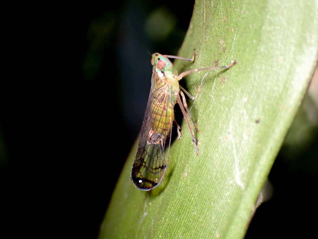 palm planthopper from Royal Botanic Gardens Sydney, Sydney NSW ...