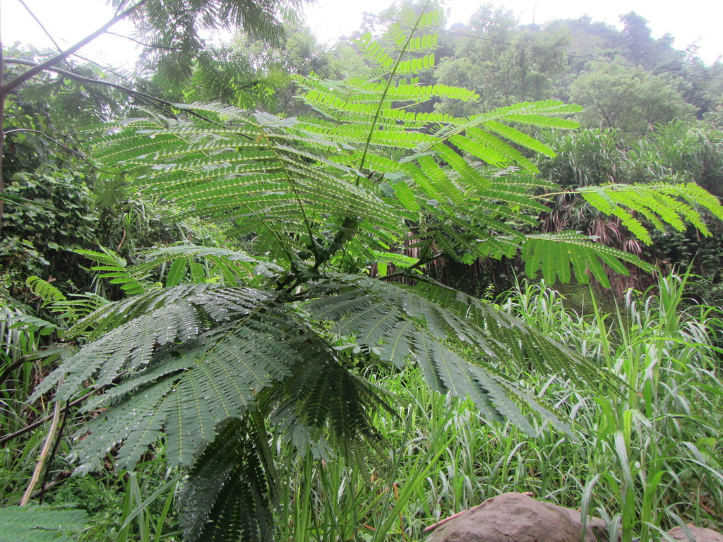 White leadtree from 413, 霧峰區, TW on August 11, 2019 at 09:25 AM by ...