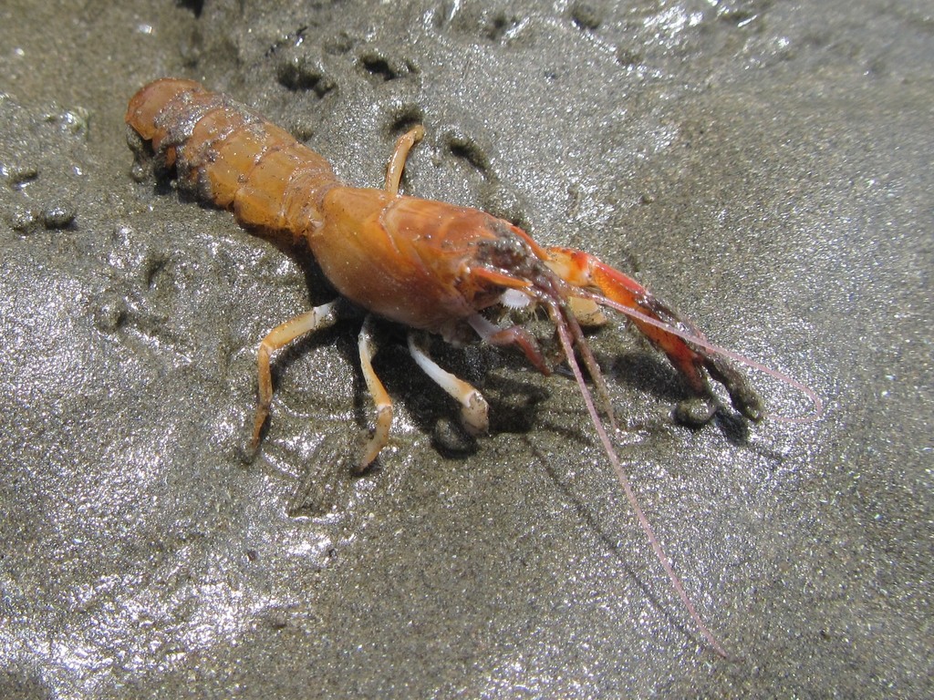 Neaxius glyptocercus (COTS Predators) · iNaturalist