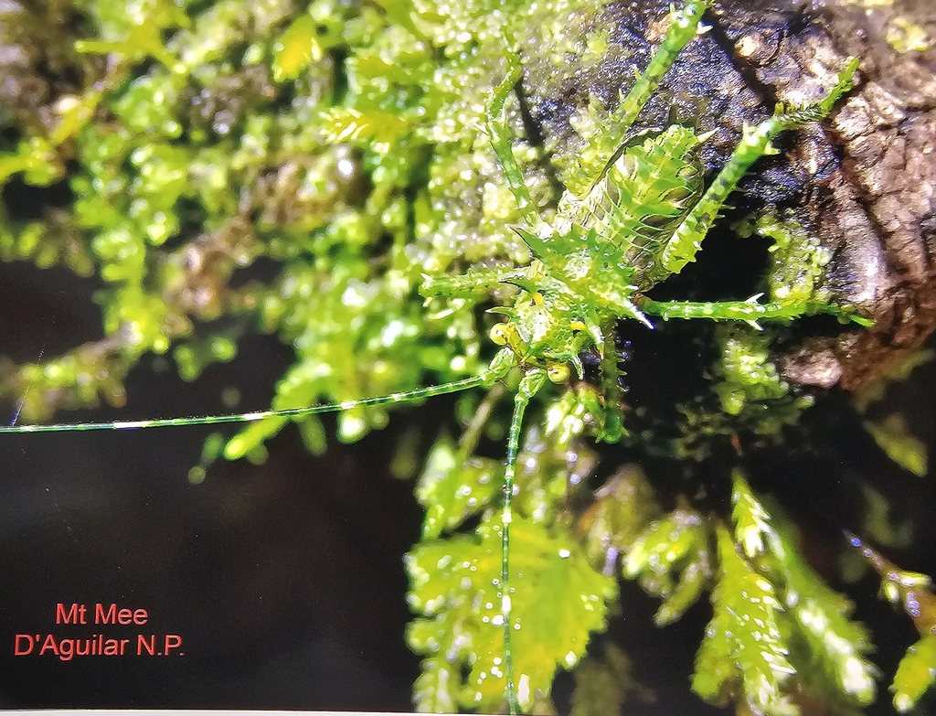 Phricta from Mount Mee QLD 4521, Australia on October 16, 2015 by ...