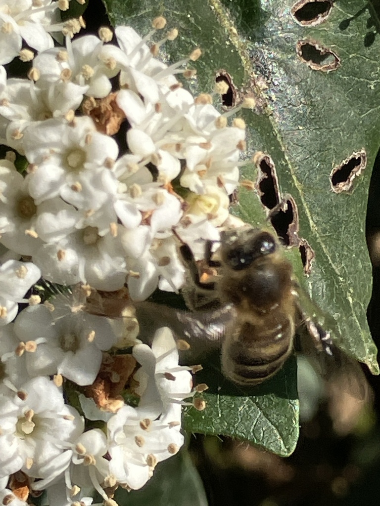 Western Honey Bee from Sheen Lane, London, England, GB on March 20 ...