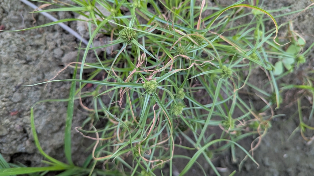 Cyperus michelianus pygmaeus from 843台灣高雄市美濃區中圳里 on March 20, 2025 at ...