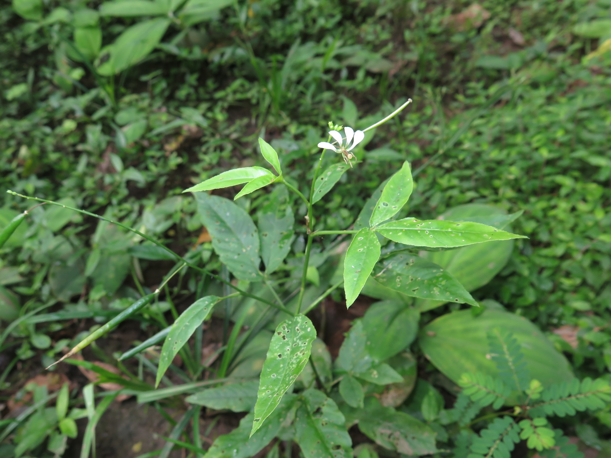 Cleoserrata serrata (Jacq.) Iltis