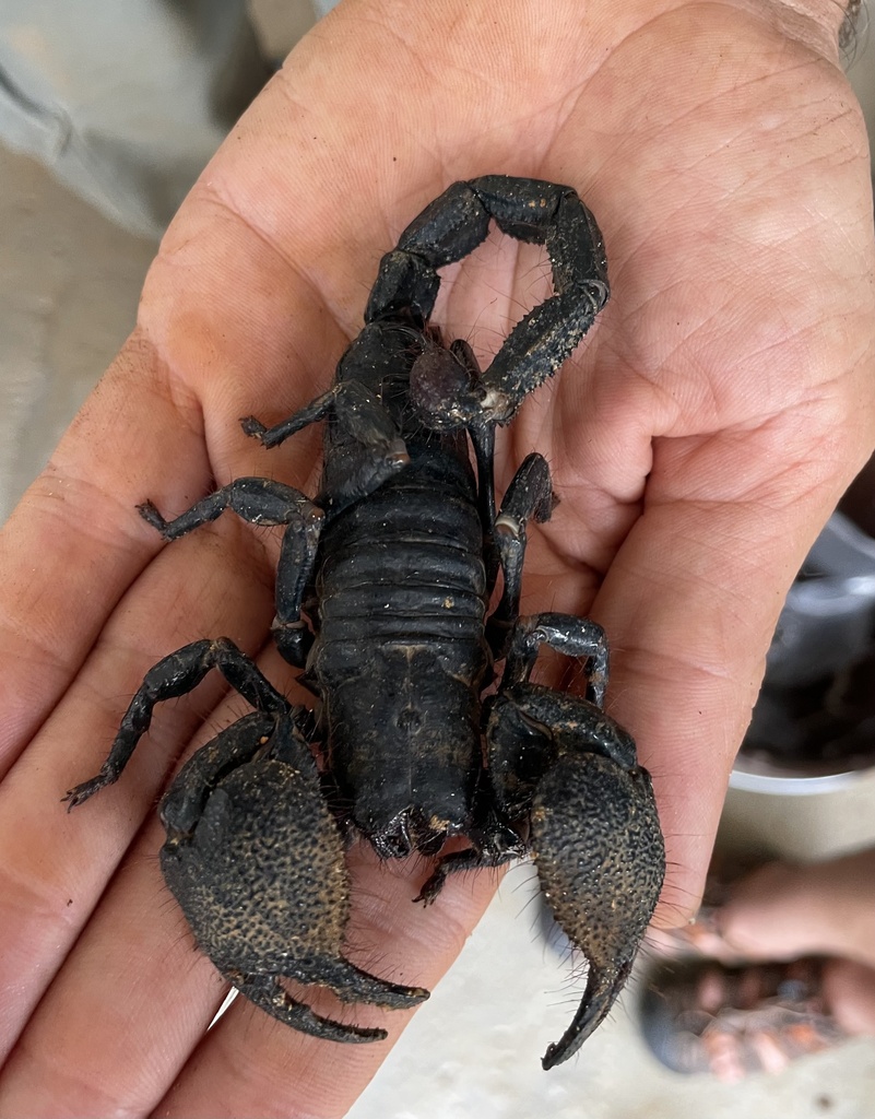 Common Emperor Scorpion from Sinoe, LR on November 04, 2021 at 02:39 PM ...