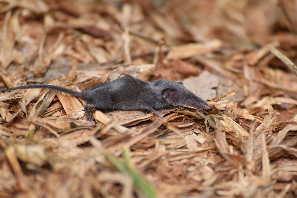 Pygmy White-toothed Shrew from Kadumane, Karnataka 573134, India on ...