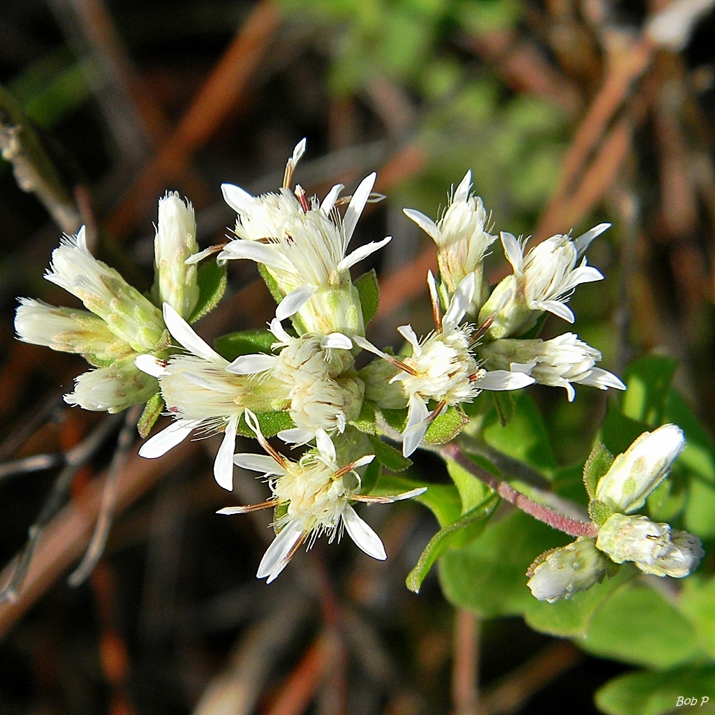 Dixie aster (Sericocarpus tortifolius) - Botanical Realm