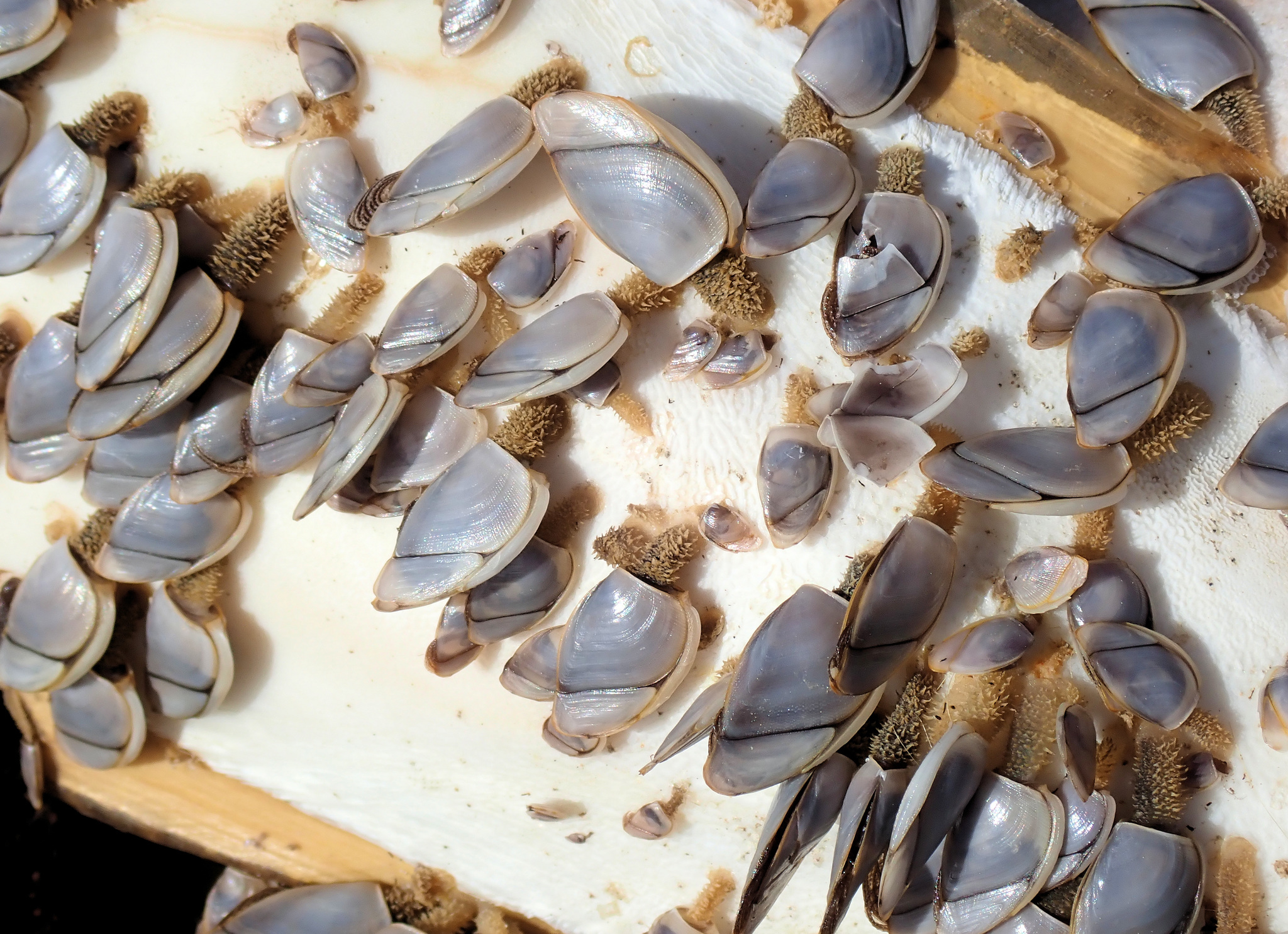 Infraclass Cirripedia