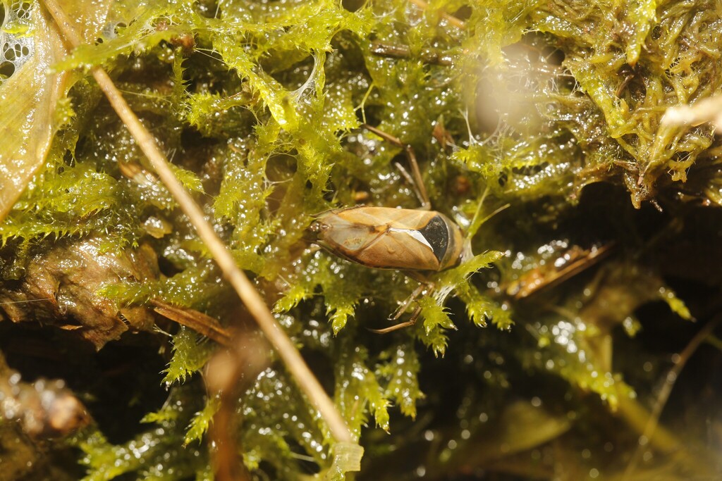 Eurasian Greater Water Boatman from 6330 Padborg, Dänemark on March 20 ...