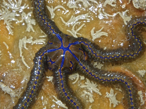 Class Ophiuroidea