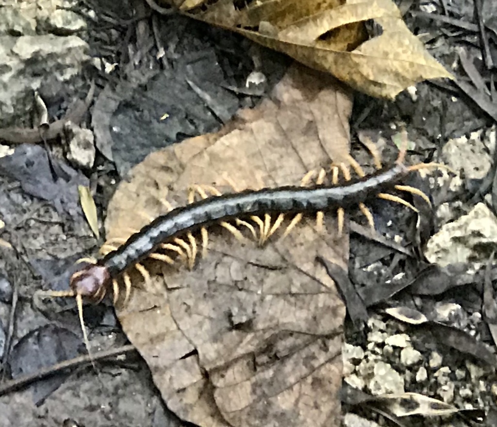 Giant Centipedes from 804, , , TW on August 11, 2019 at 11:29 AM by ...