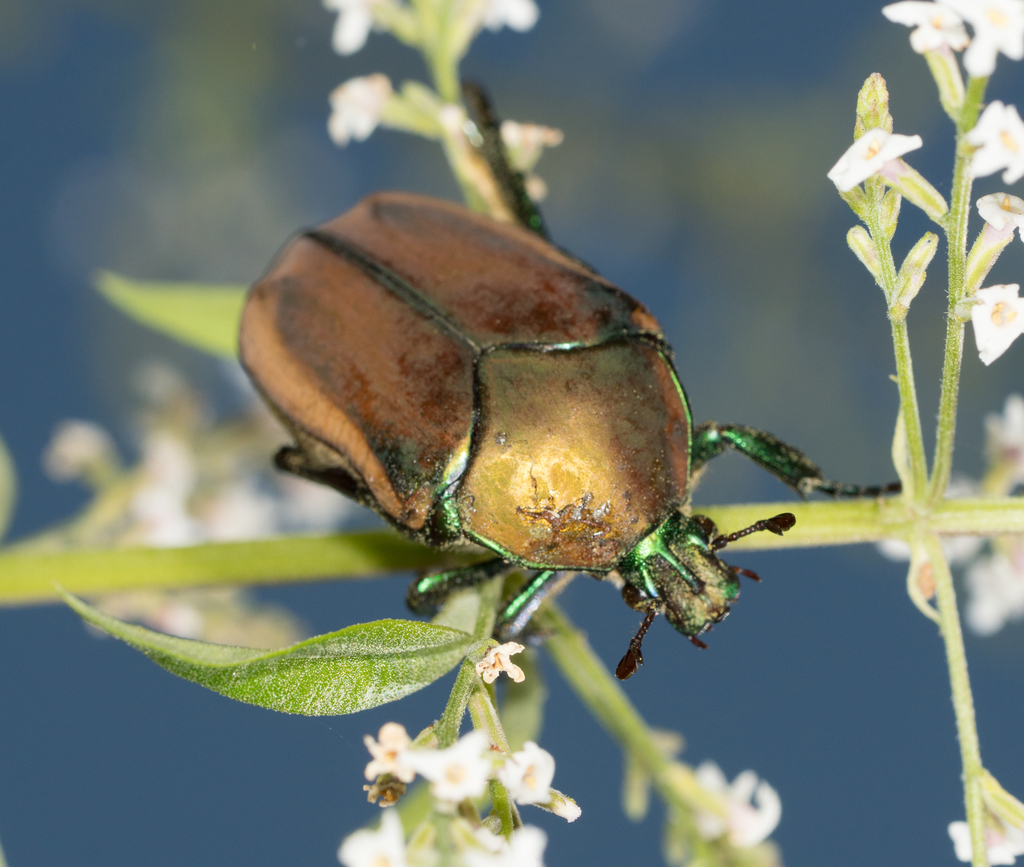 Cotinis Mutabilis Figeater Beetle California Species Project