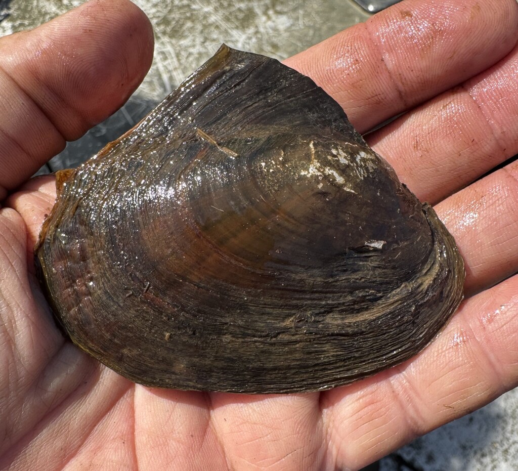 Pink Heelsplitter from Tennessee River near Pride Landing, Colbert ...