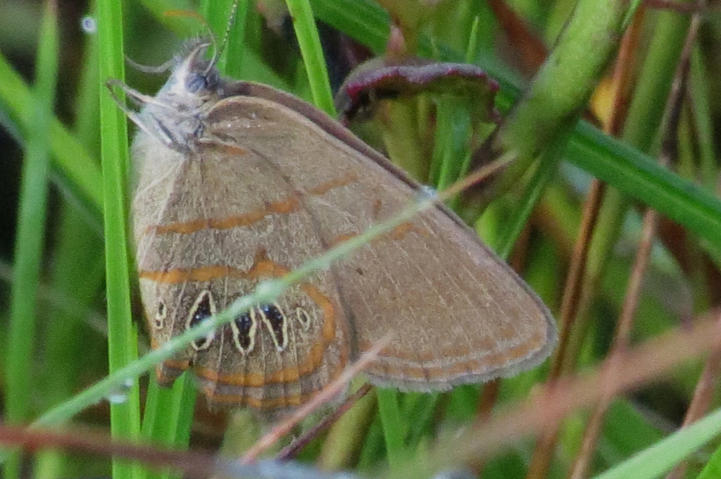 Georgia Satyr from Martin County, FL, USA on July 31, 2013 at 09:28 AM ...