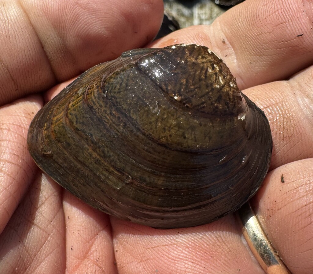 Deertoe Mussel from Tennessee River near Pride Landing, Colbert County ...