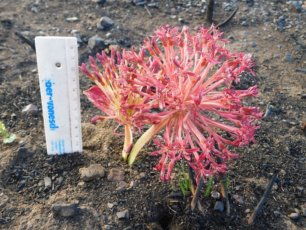 April-fool Parasol from Knietjieshoogte Greyton, 7233, South Africa on ...