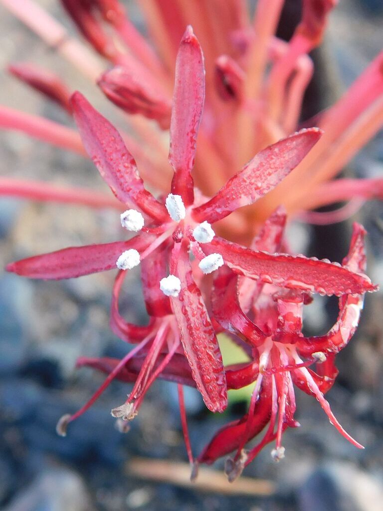 April-fool Parasol from Knietjieshoogte Greyton, 7233, South Africa on ...