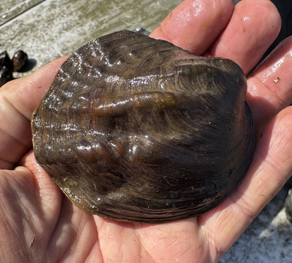 Three-ridge Mussel from Tennessee River near Pride Landing, Colbert ...