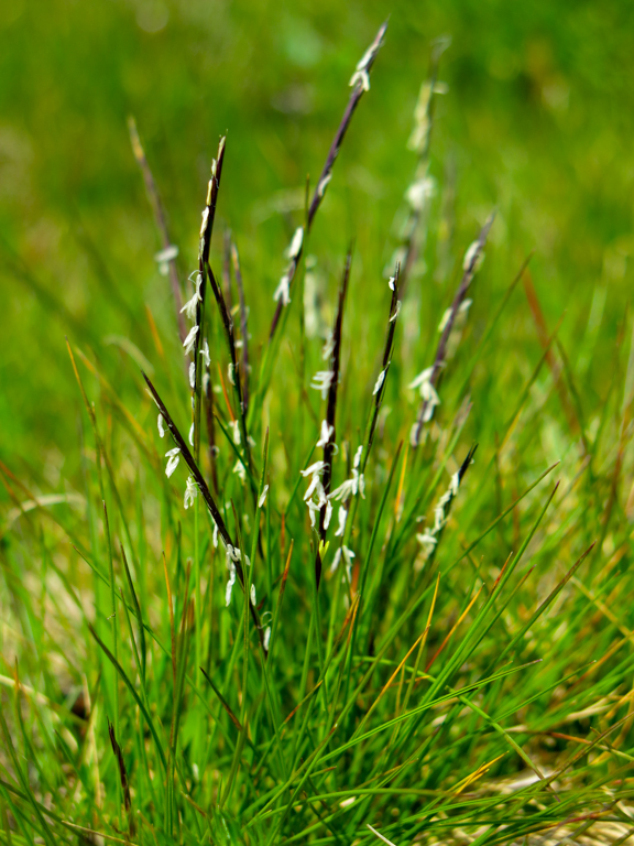 Matgrass (Nardus stricta) - Botanical Realm