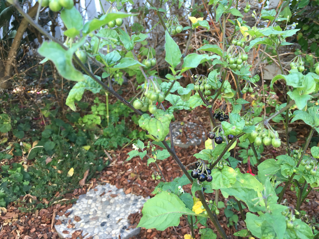 Wonderberry (Solanum retroflexum) - Botanical Realm