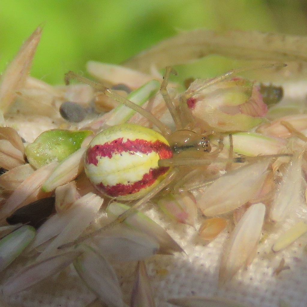 Common candy-striped spider from Netherton Park - by Brook on July 19 ...